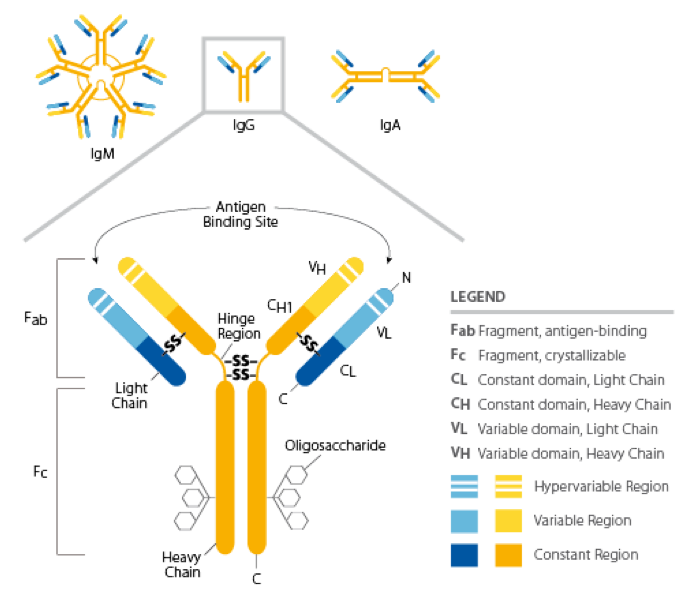 Understanding Antibodies and Their Applications in Research