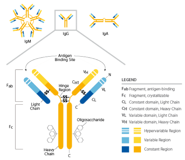 Understanding Antibodies and Their Applications in Research