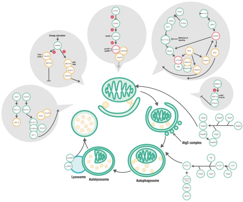 5 Notes For Autophagy Detection With LC3