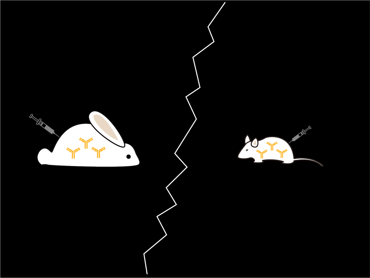 5 Things You Need to Know About Antibodies in Research