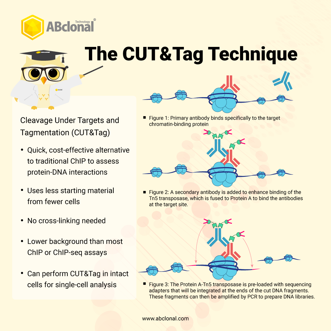 CUT&Tag: An Alternative to Chromatin Immunoprecipitation