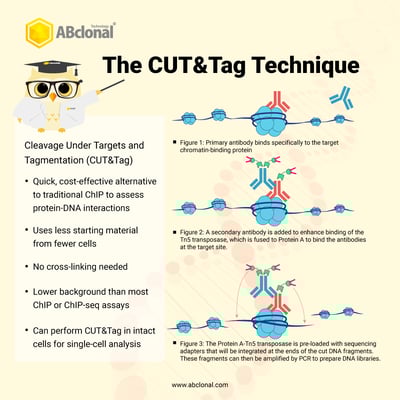 CUT&Tag: An Alternative to Chromatin Immunoprecipitation