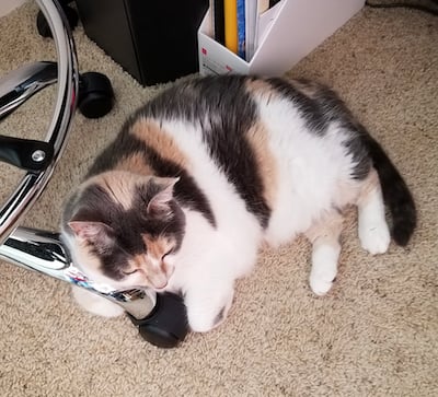 The 10 “Greatest” Ig Nobel Discoveries