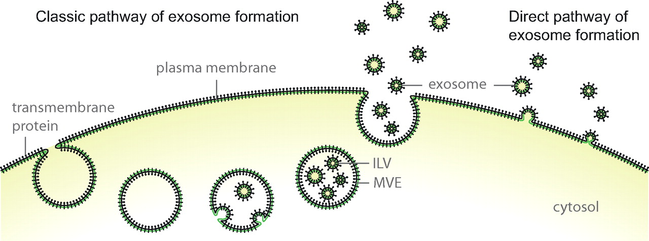 What Are Exosomes and Why Are They Important?