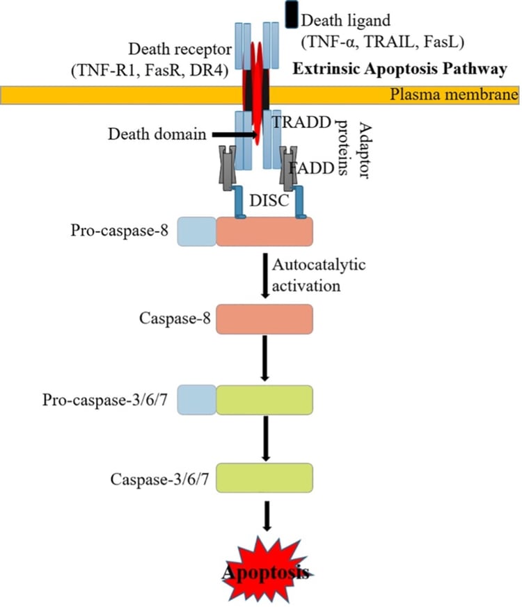 Apoptosis: The Original Programmed Cell Death