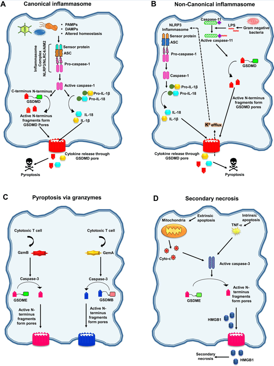 Gasdermins – the "Gatekeepers" of Pyroptosis