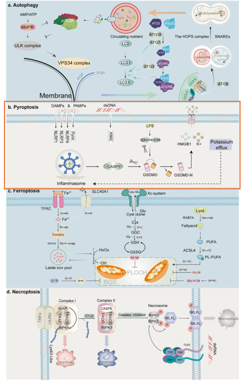 Pyroptosis: The Fiery Path of Cell Death