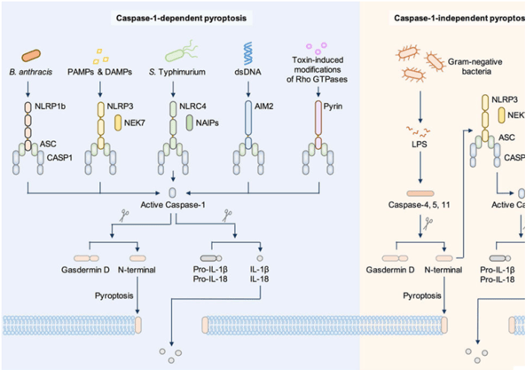 Pyroptosis: The Fiery Path of Cell Death