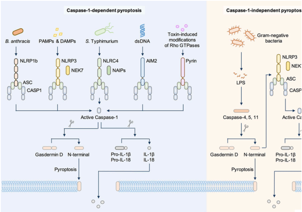 Pyroptosis: The Fiery Path of Cell Death
