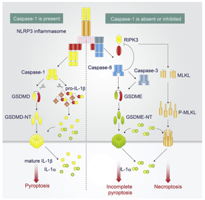 Pyroptosis: The Fiery Path of Cell Death