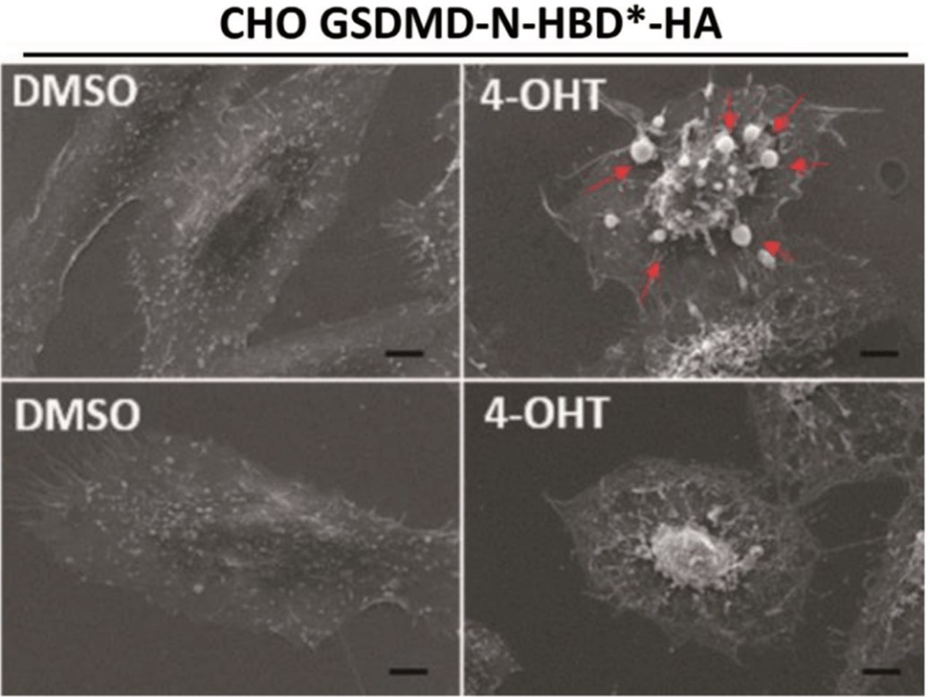 Research Methods For Cell Pyroptosis