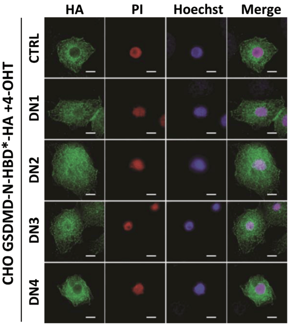 Research Methods for Cell Pyroptosis