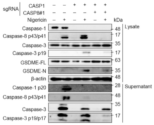 Research Methods for Cell Pyroptosis