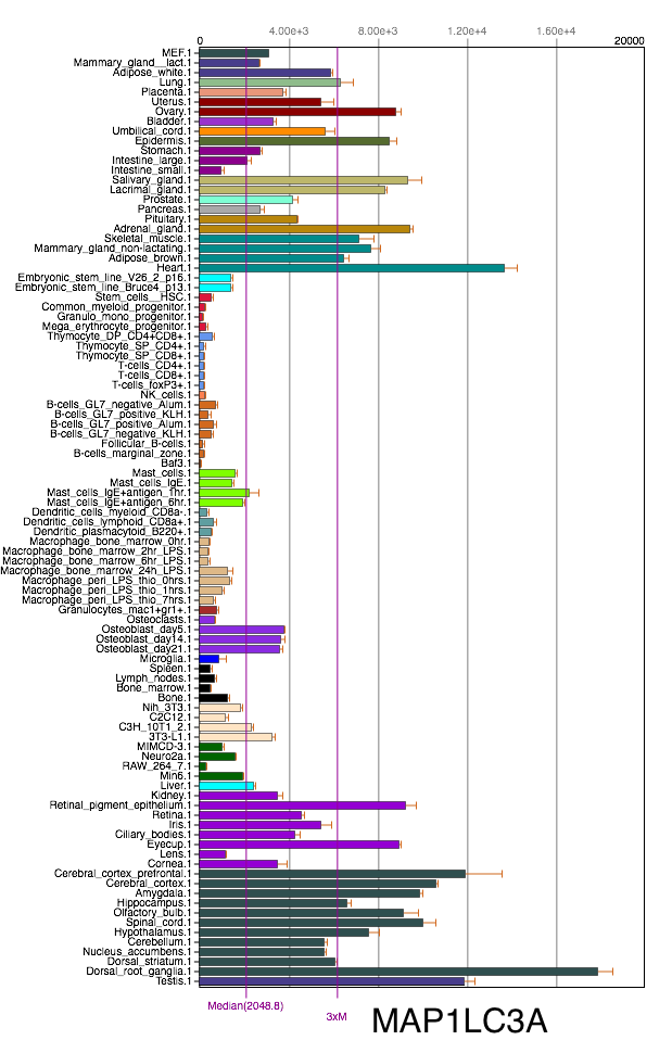 5 Notes For Autophagy Detection With LC3