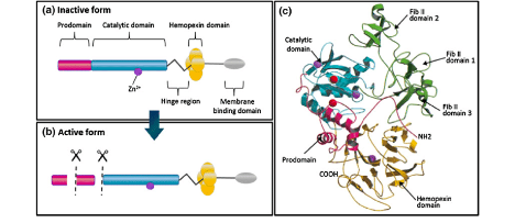 A Beginner's Guide to Matrix Metalloproteinases