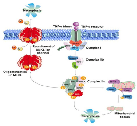 Necroptosis: The Inflammatory Counterpart of Good Ol’ Apoptosis