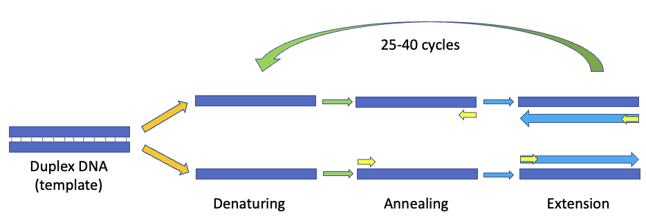 5 Steps to a Better PCR: A Troubleshooting and Optimization Guide