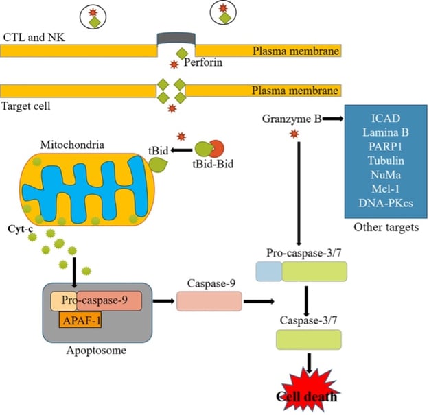 Apoptosis: The Original Programmed Cell Death