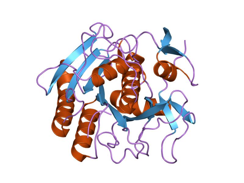 Breaking the Bad: An Introduction to Proteinase K
