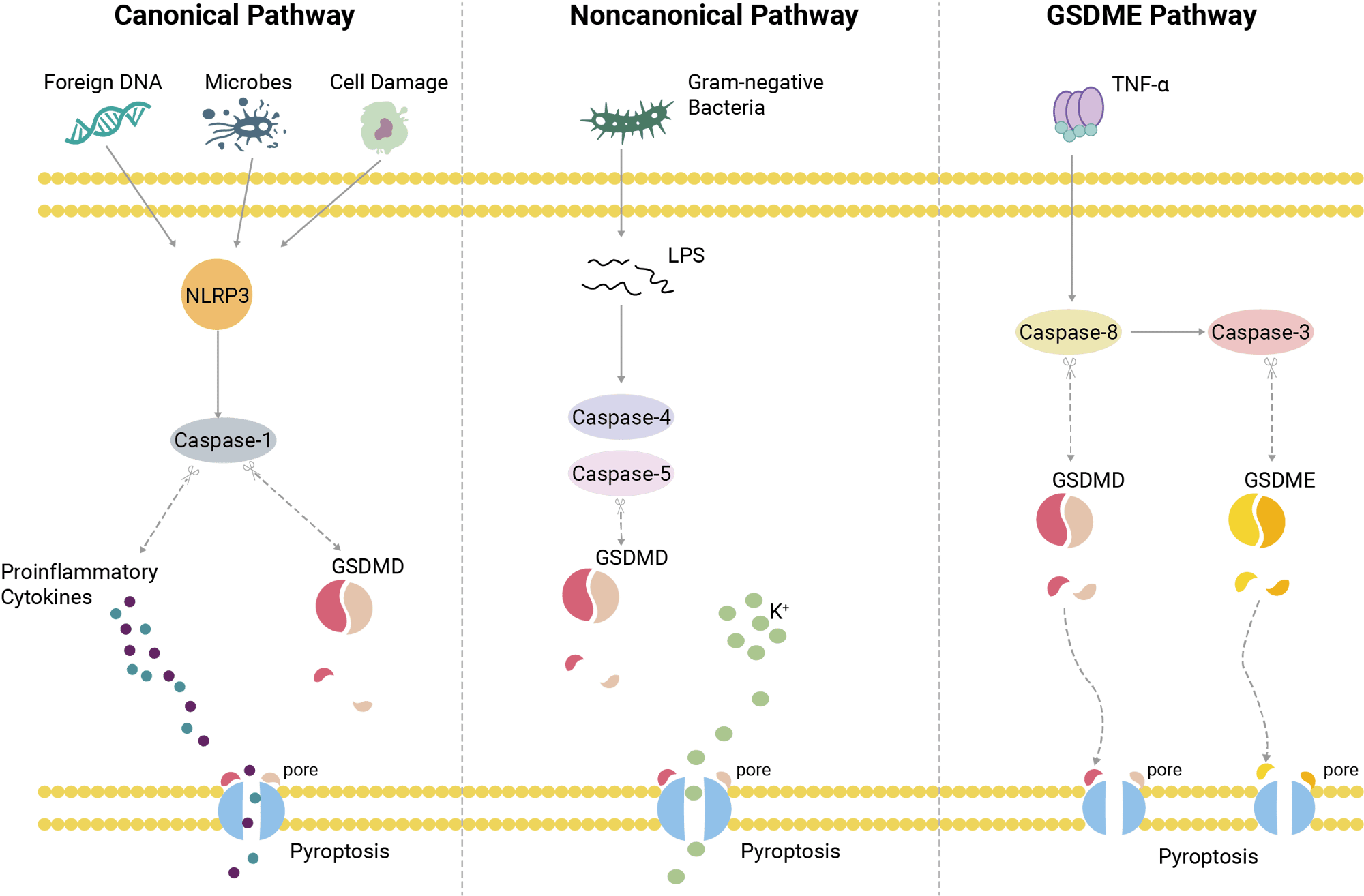 Another Way to Kill Bad Cells: Recent Work in Pyroptosis
