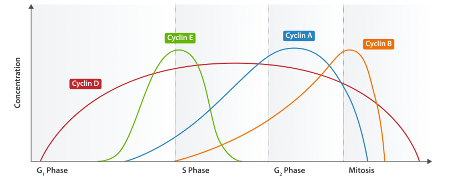 Cyclins and The Cell Cycle