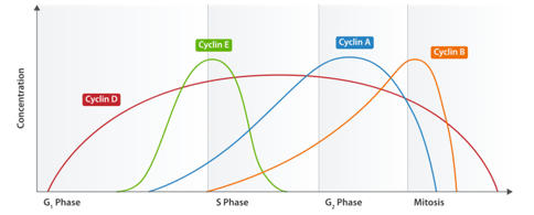 Cyclins and The Cell Cycle