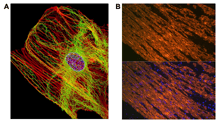 The Cytoskeleton: Its Functional Importance in Cancer Research
