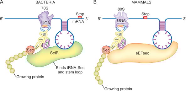 Selenocysteine: An Unusual Amino Acid
