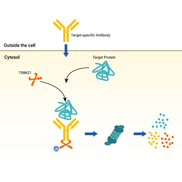Trim and Proper: A Nifty Method for Targeted Protein Degradation