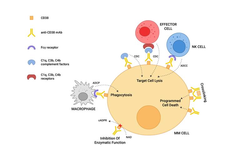 The Importance of CD Antigens in Drug Discovery