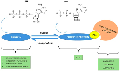 Antibodies Served With a Side of Phospho-Specificity