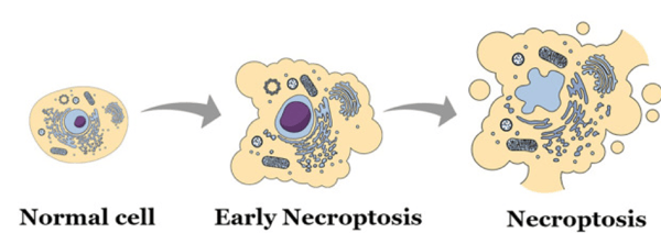 Necroptosis: The Inflammatory Counterpart of Good Ol’ Apoptosis
